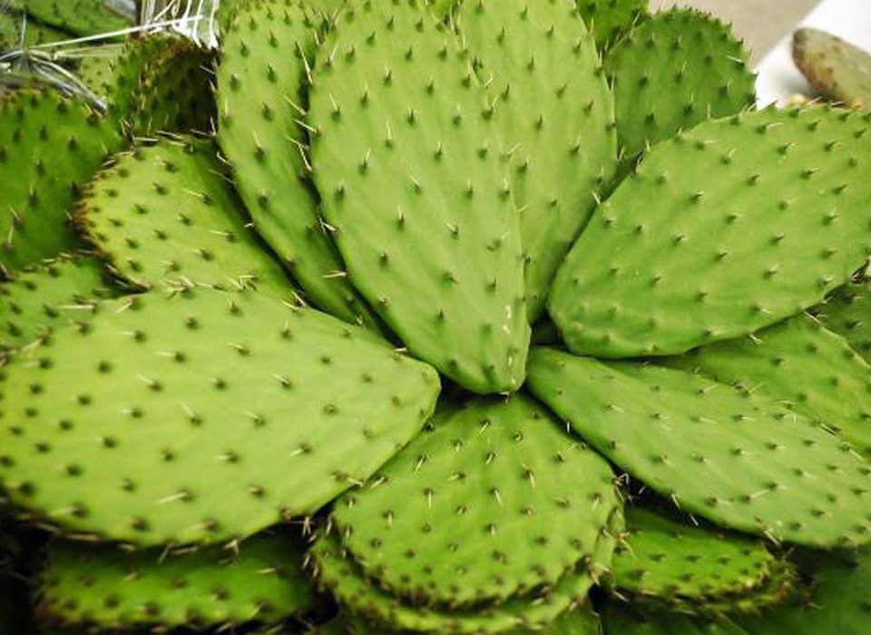 Ladrillos de baba de nopal - LadrilleraMecanizada.com
